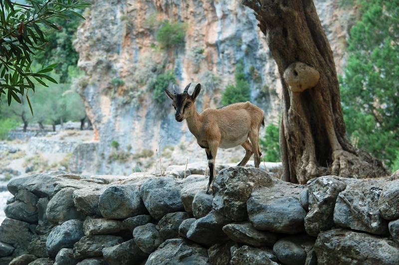 Samaria Gorge EASY WAY - My Crete Tours